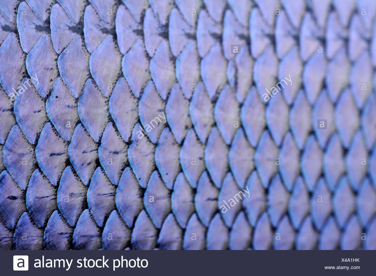 Fish Scales Close Up High Resolution Stock Photography and Images - Alamy