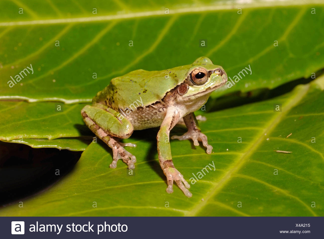 Japanese Tree Frog Stock Photos & Japanese Tree Frog Stock Images - Alamy