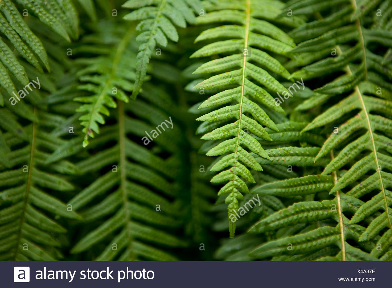 Ferns Stock Photos & Ferns Stock Images - Alamy