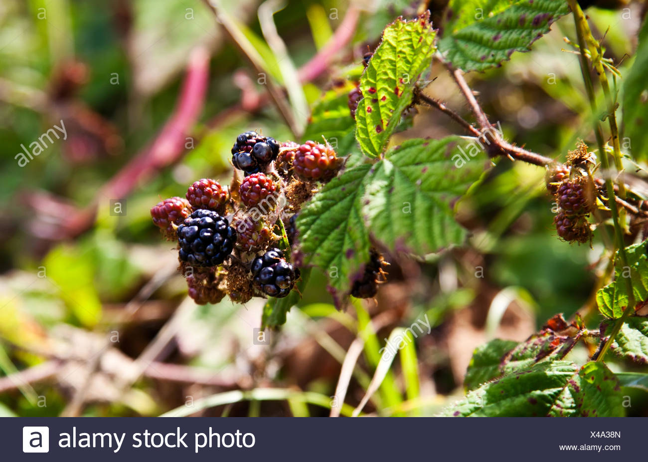 Brambles Forest High Resolution Stock Photography and Images - Alamy