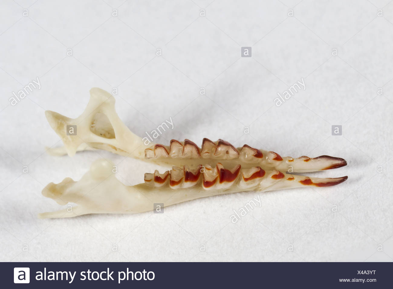 Shrew Teeth High Resolution Stock Photography and Images - Alamy