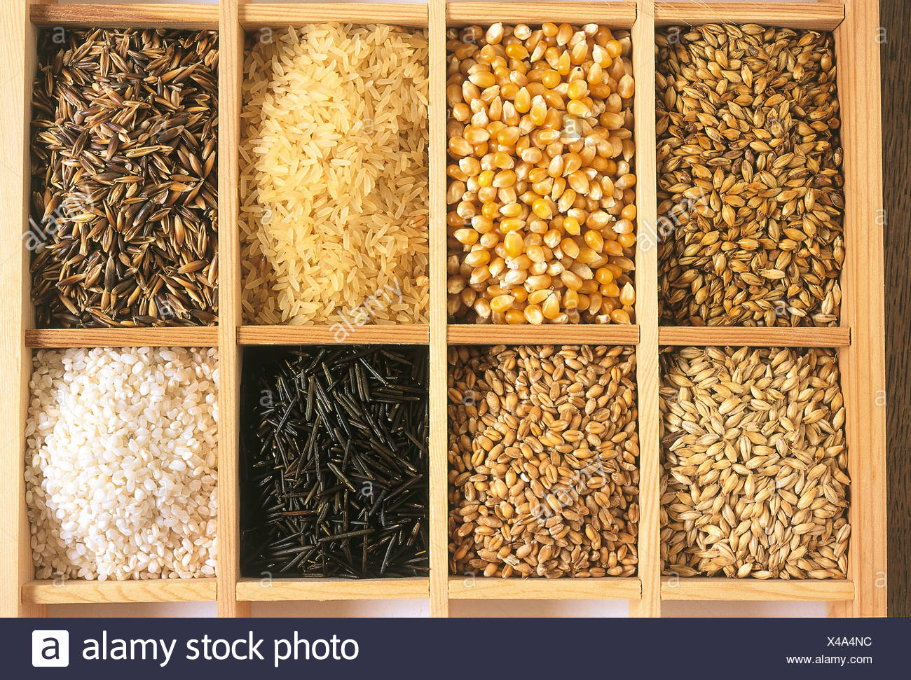 Maize Rice Malt Wheat Oats High Resolution Stock Photography and Images ...