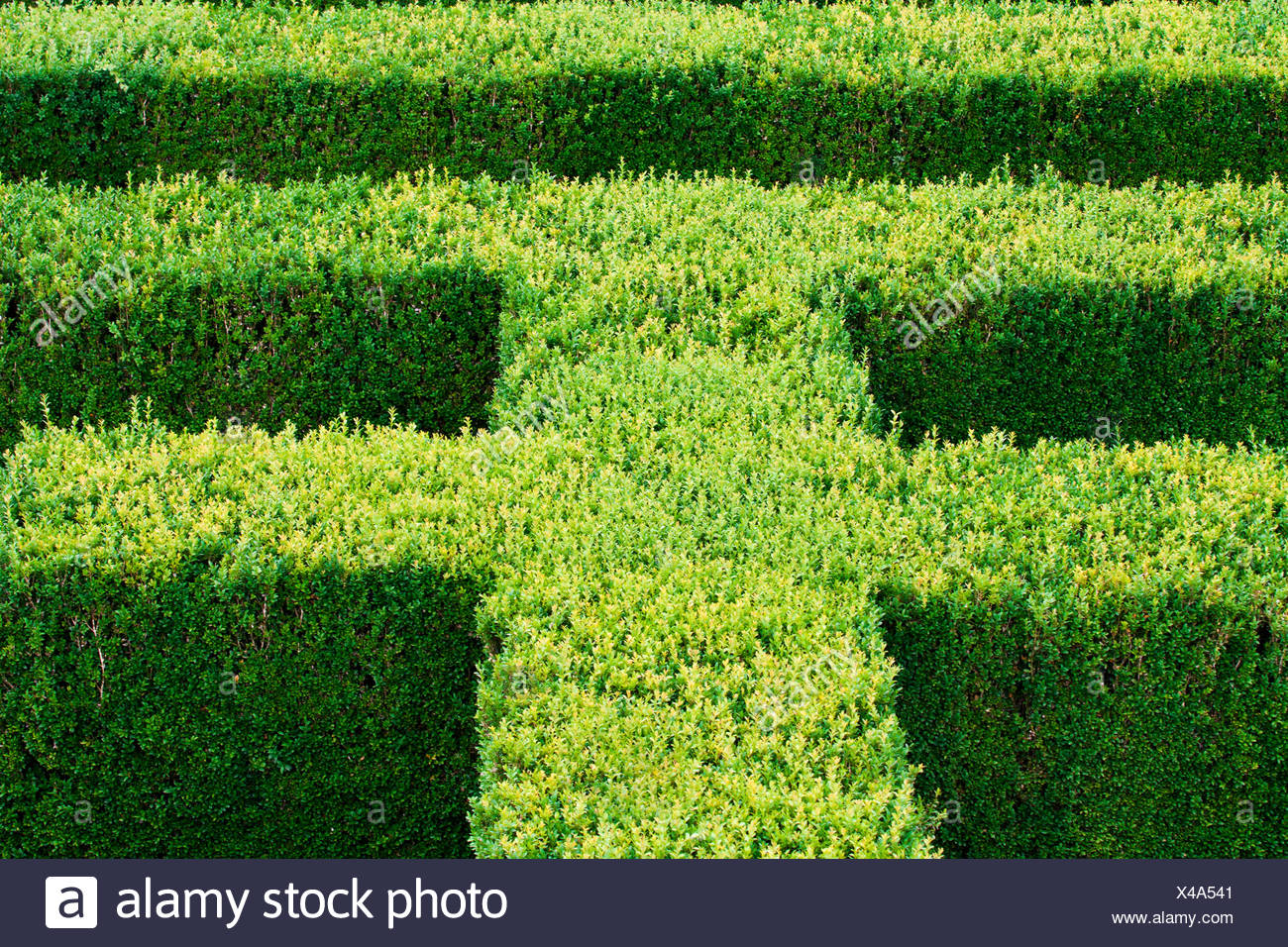 Maze Hedge Pattern Labyrinth High Resolution Stock Photography and ...