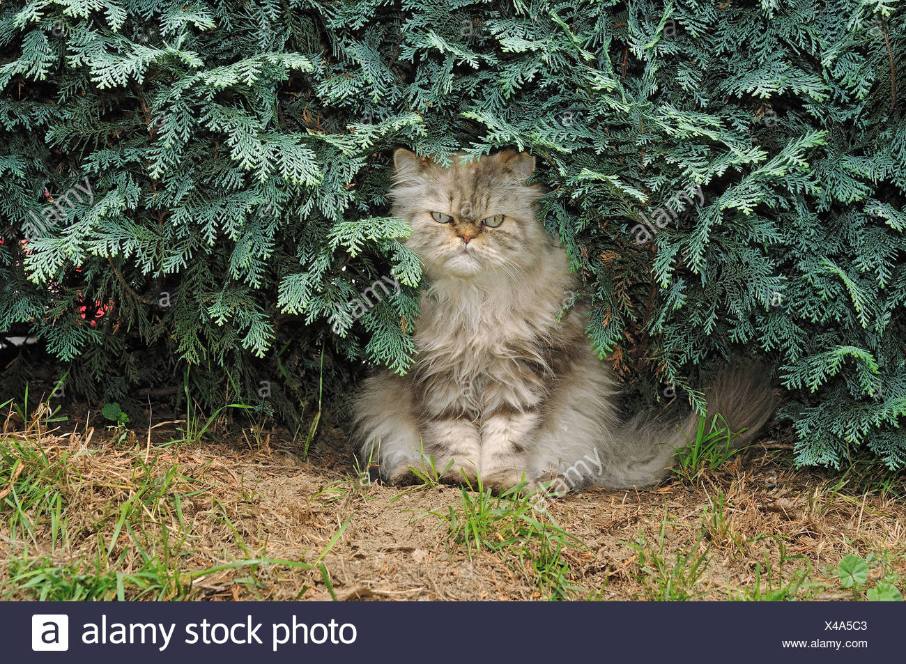 Persian Longhair Stock Photos & Persian Longhair Stock Images - Alamy