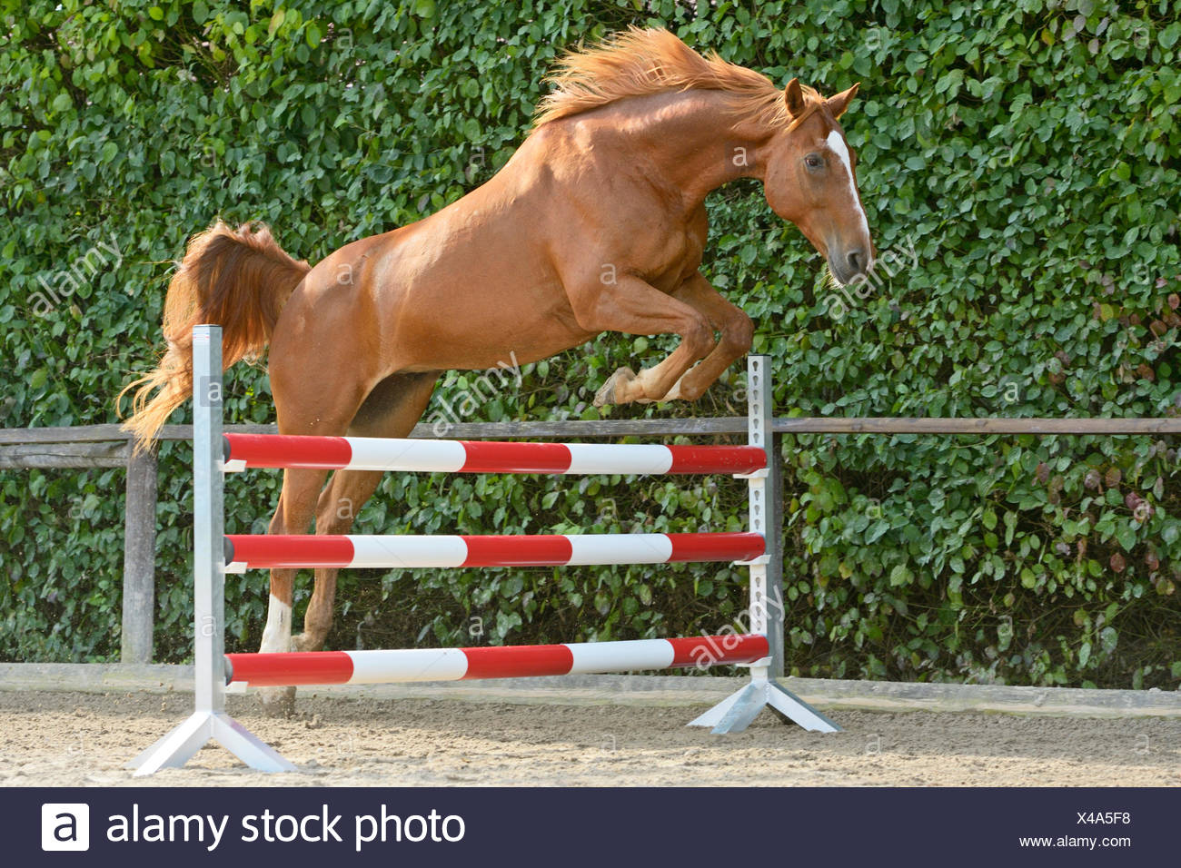 Horse Loose Jumping Stock Photos & Horse Loose Jumping Stock Images - Alamy