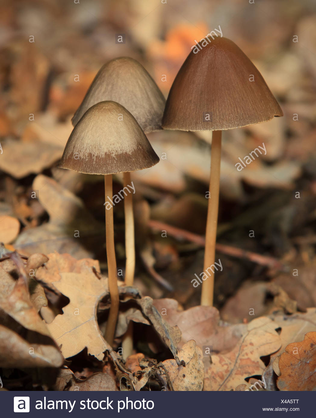 Magic Mushroom High Resolution Stock Photography and Images - Alamy