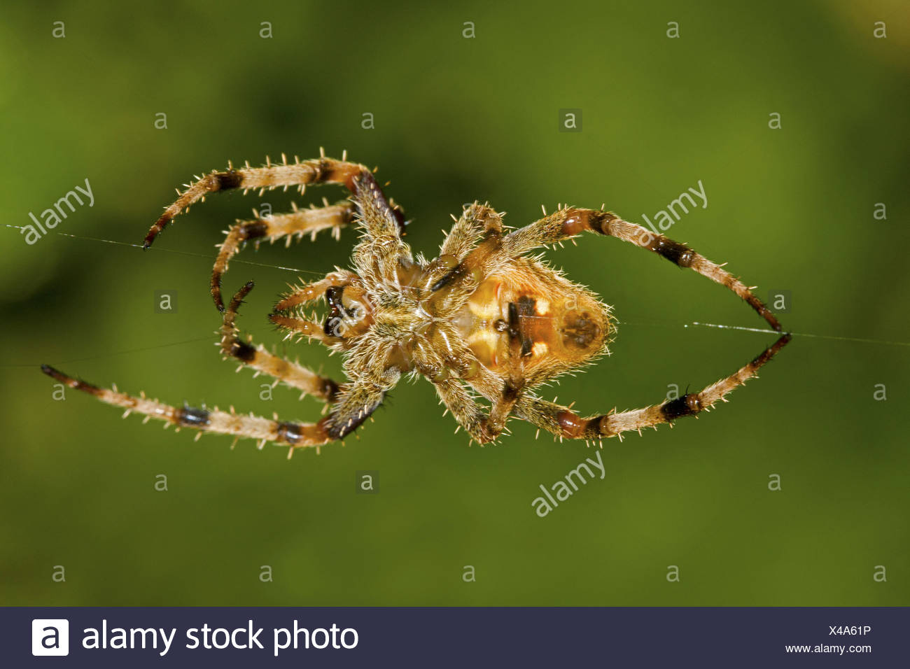 India Poisonous Spider High Resolution Stock Photography and Images - Alamy