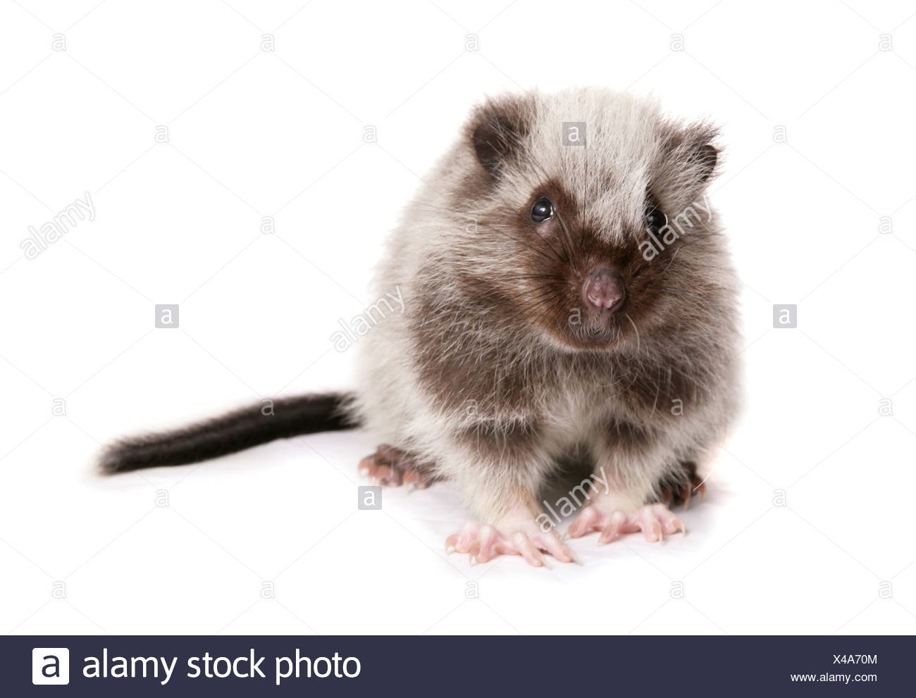 Asian Mammals Philippine Mammals High Resolution Stock Photography and ...