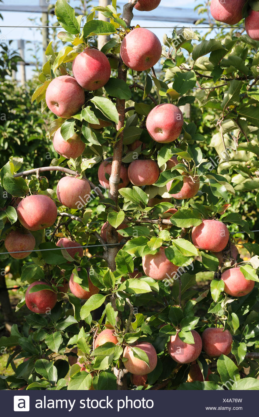 Buschbaum High Resolution Stock Photography and Images - Alamy