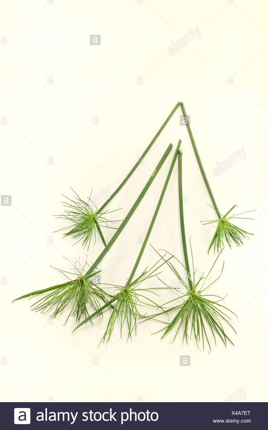 Papyrusstaude Cyperus Papyrus High Resolution Stock Photography and ...