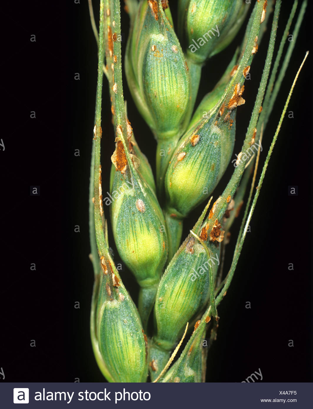 Stem Rust Fungus High Resolution Stock Photography and Images - Alamy