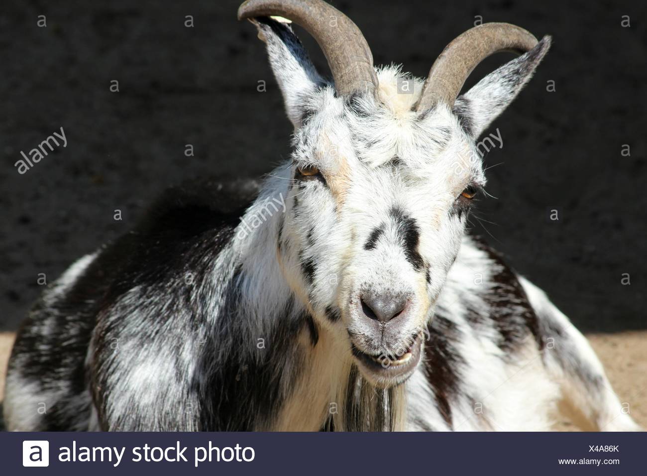 Nanny Goat High Resolution Stock Photography and Images - Alamy