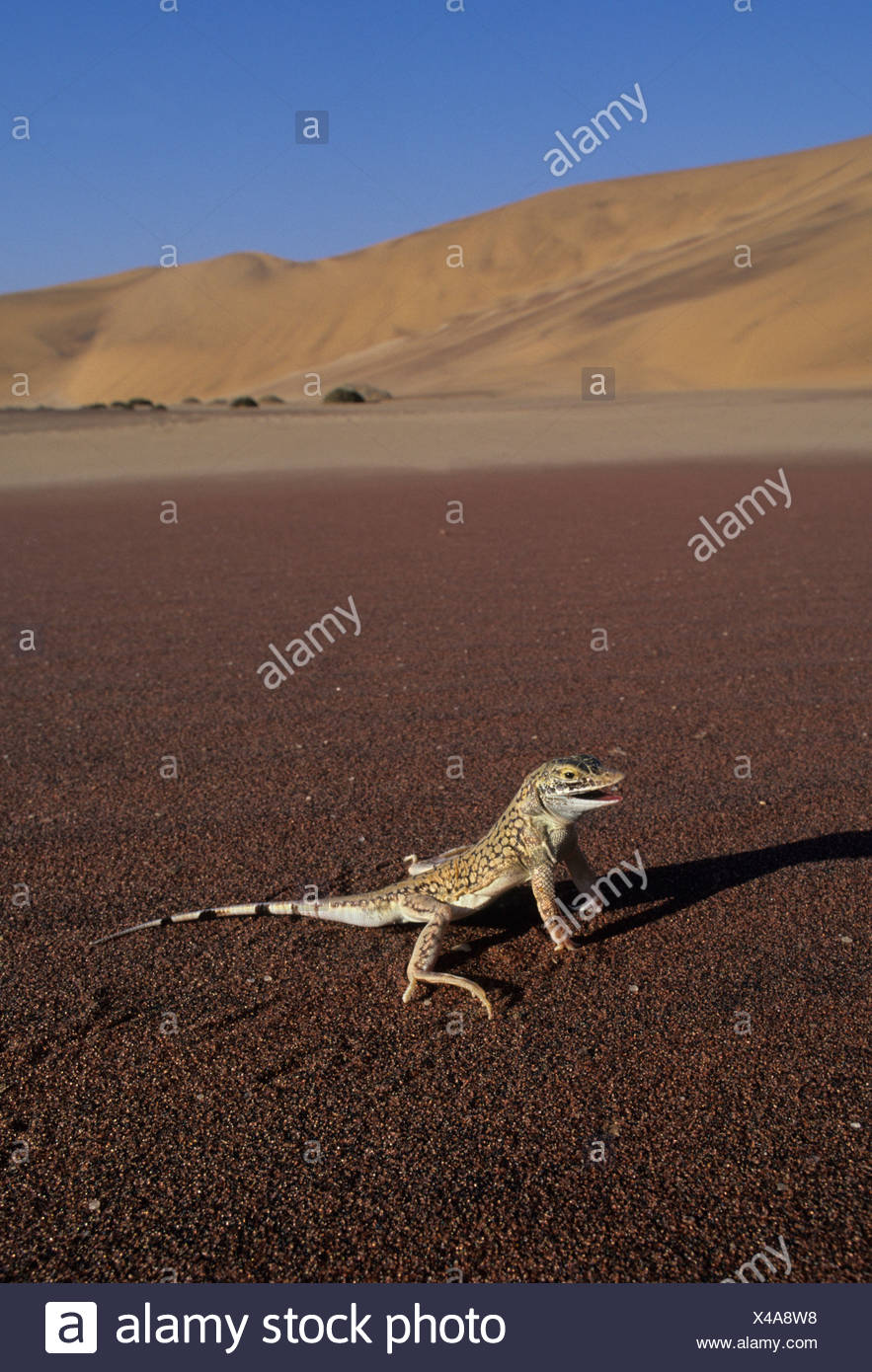 Reptiles Lizards Desert Namibia High Resolution Stock Photography and ...