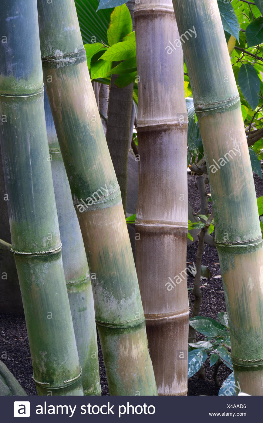 Giant Bamboo Dendrocalamus Giganteus High Resolution Stock Photography ...
