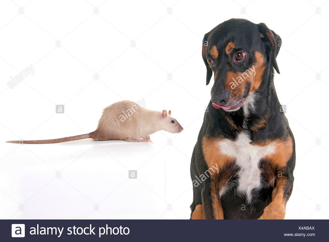 Rat Dog High Resolution Stock Photography and Images - Alamy