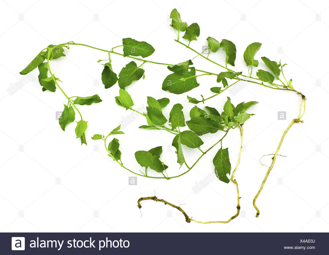 Field Bindweed Weed High Resolution Stock Photography and Images - Alamy