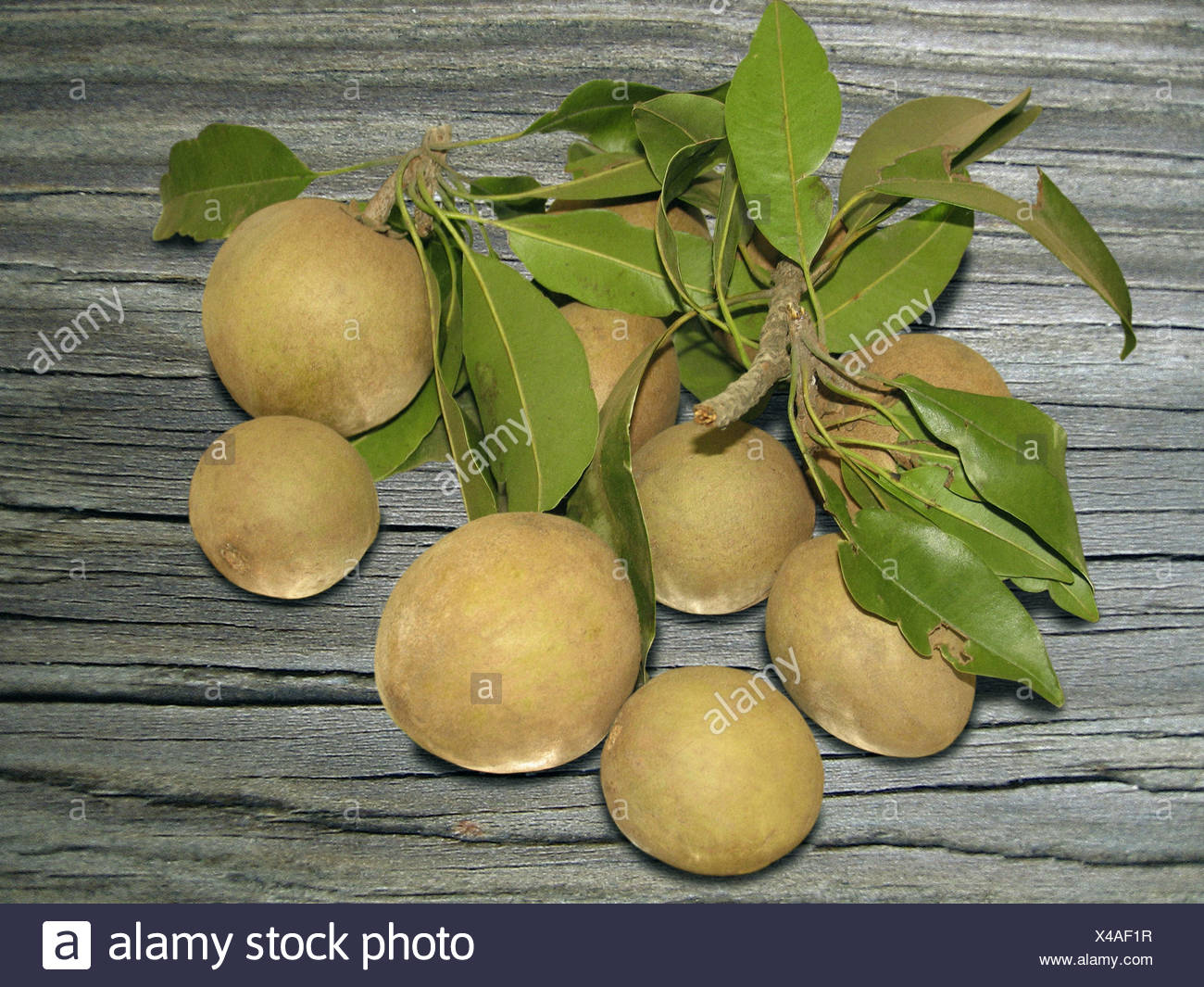 Achras Sapota High Resolution Stock Photography and Images - Alamy