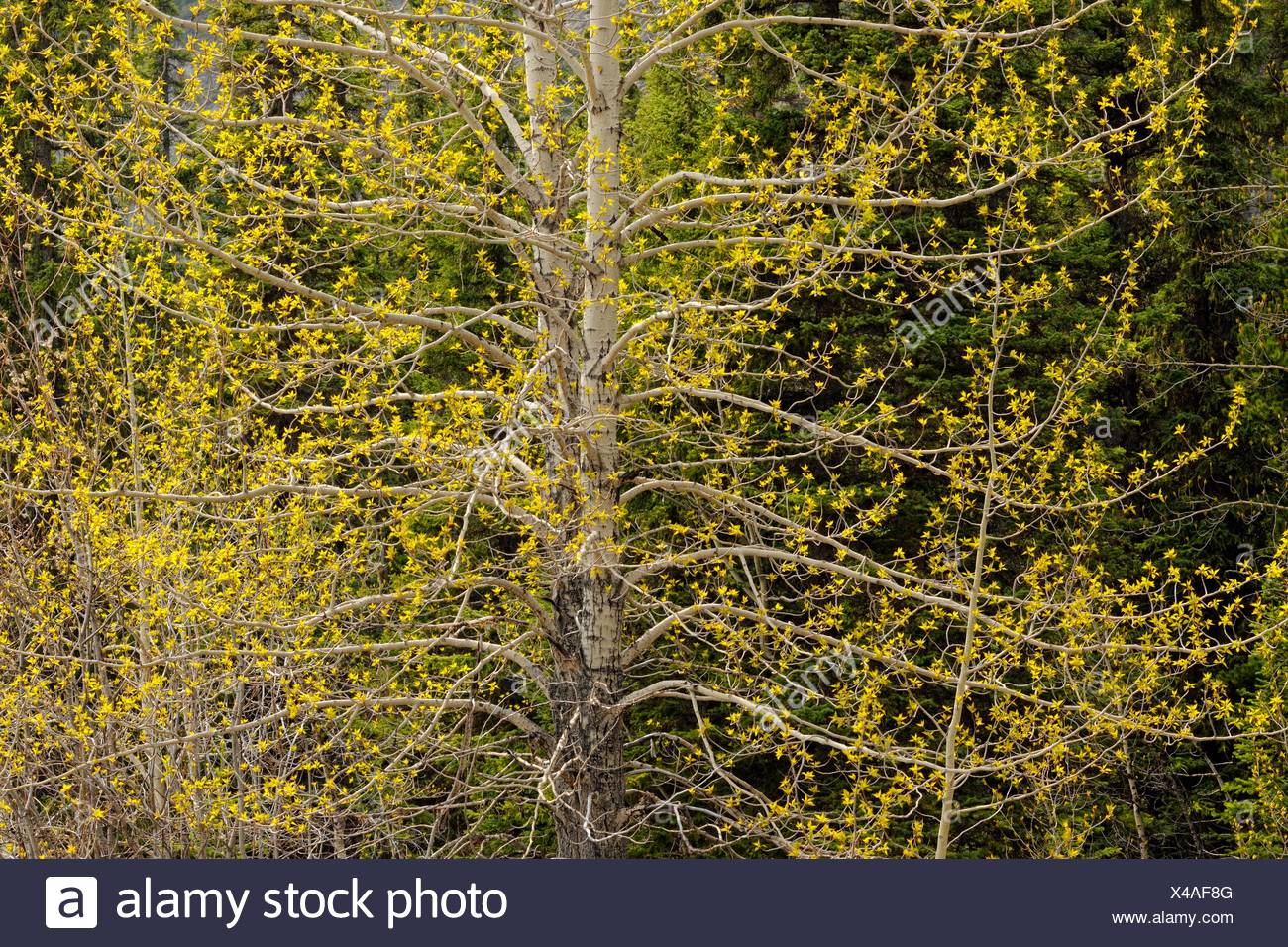 Populus Balsamifera Stock Photos & Populus Balsamifera Stock Images - Alamy