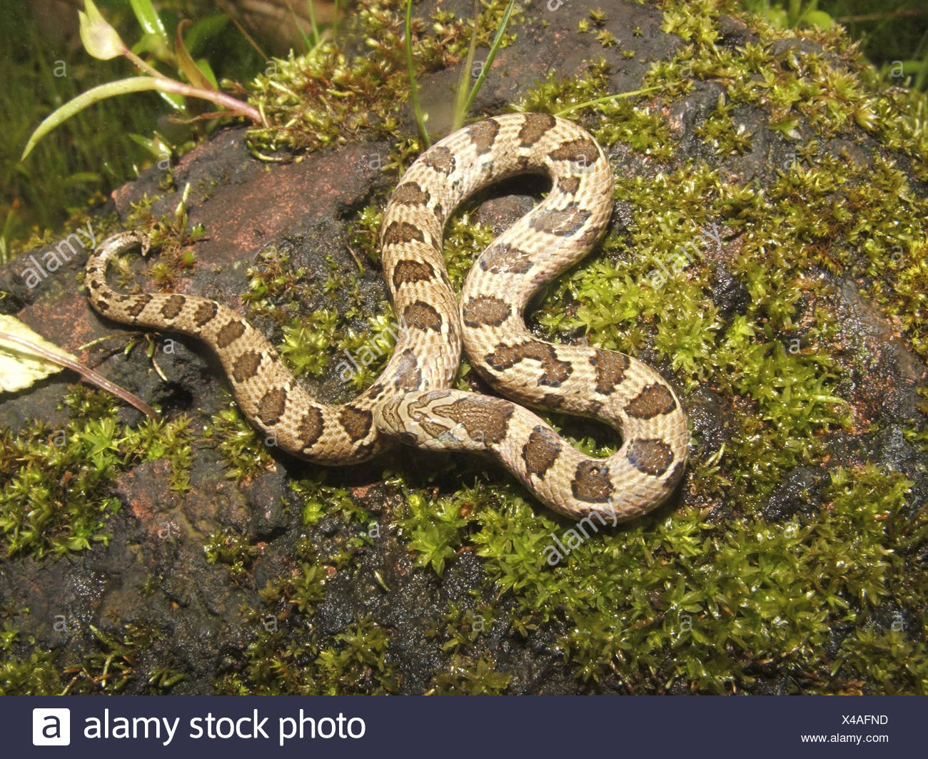 Russelii High Resolution Stock Photography and Images - Alamy