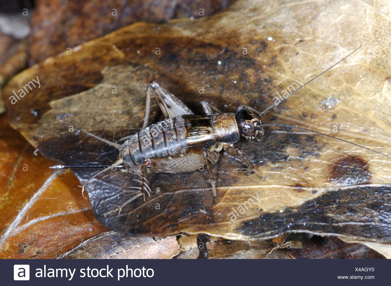 Wood Cricket Insect Stock Photos & Wood Cricket Insect Stock Images - Alamy