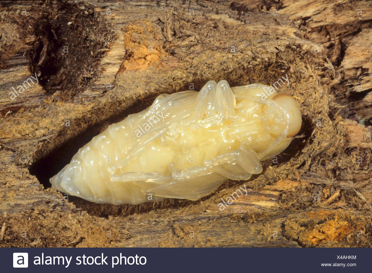Borer Larva Stock Photos & Borer Larva Stock Images - Alamy