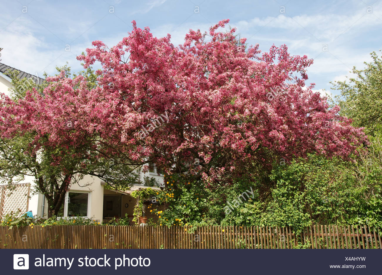 Malus Floribunda High Resolution Stock Photography and Images - Alamy