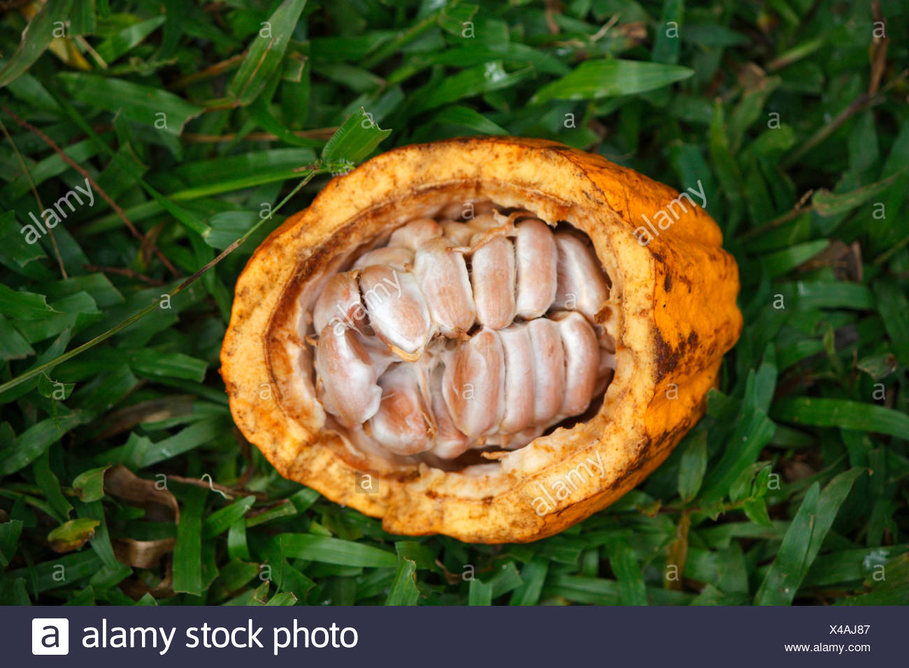 Cuban Seeds High Resolution Stock Photography and Images - Alamy