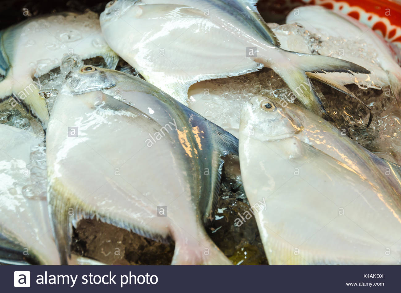 Pomfret High Resolution Stock Photography and Images - Alamy