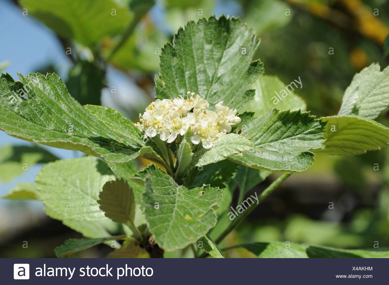 Whitebeam High Resolution Stock Photography and Images - Alamy