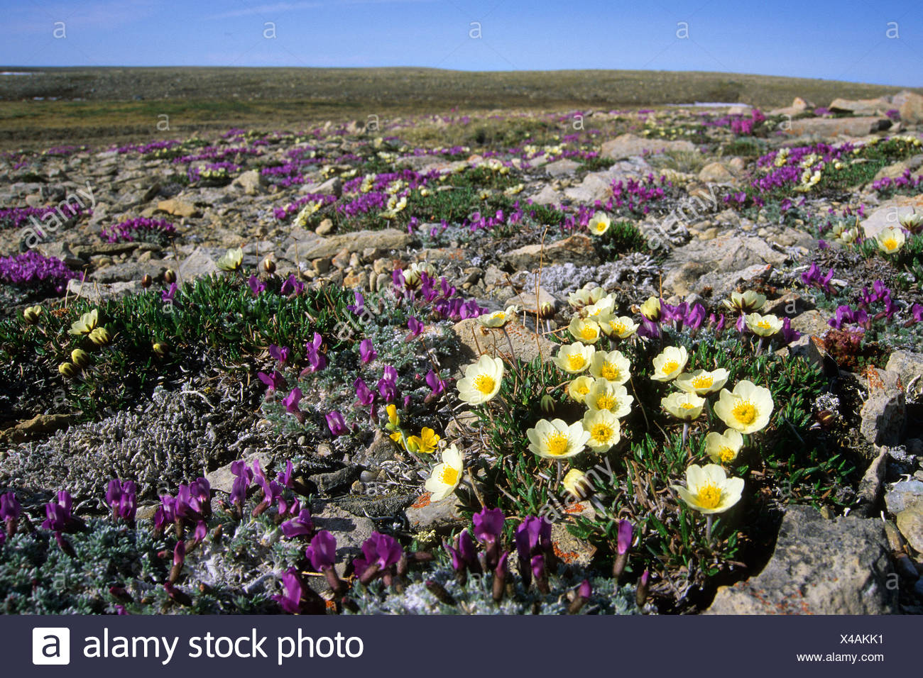 Tundra Vegetation Nunavut Stock Photos & Tundra Vegetation Nunavut ...