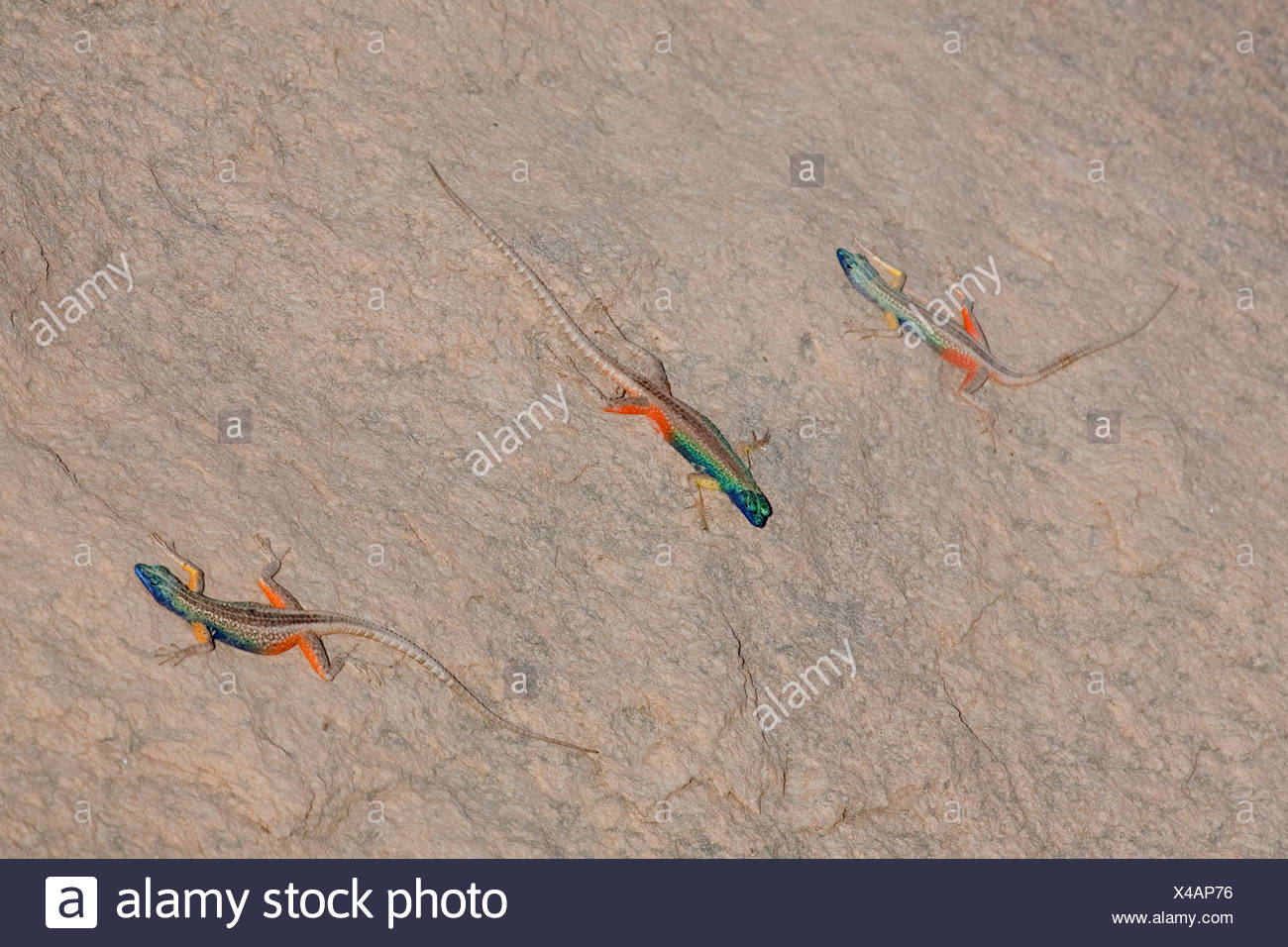 Three Lizards High Resolution Stock Photography and Images - Alamy