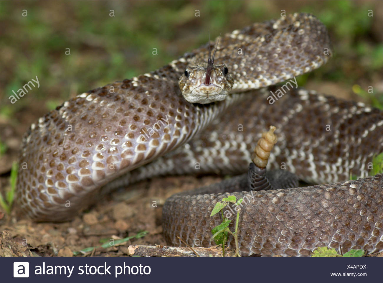 Venezuela Snake High Resolution Stock Photography and Images - Alamy