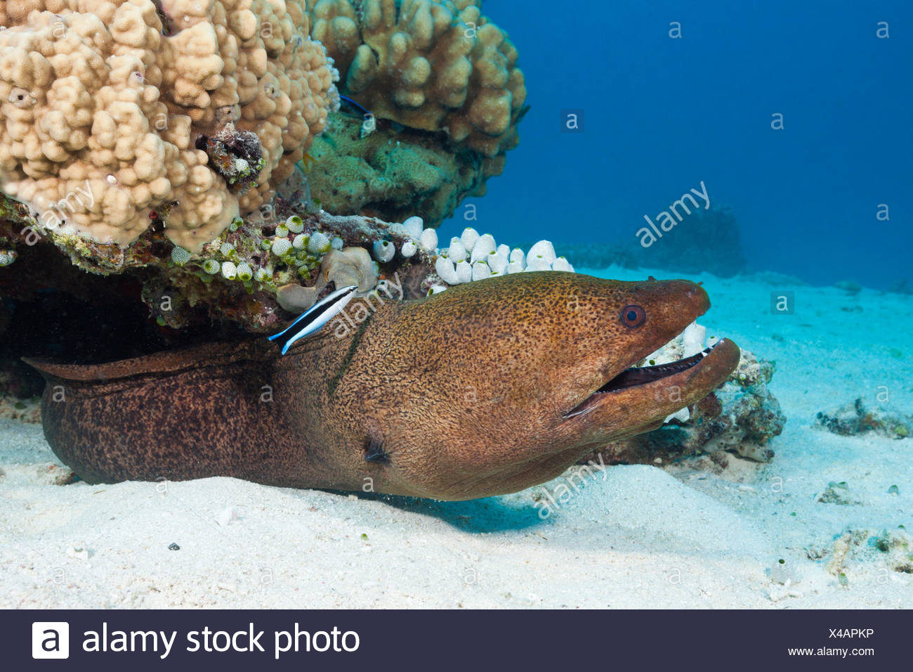 Giant Moray Moray Gymnothorax Javanicus And Cleaner Fish Labroides ...