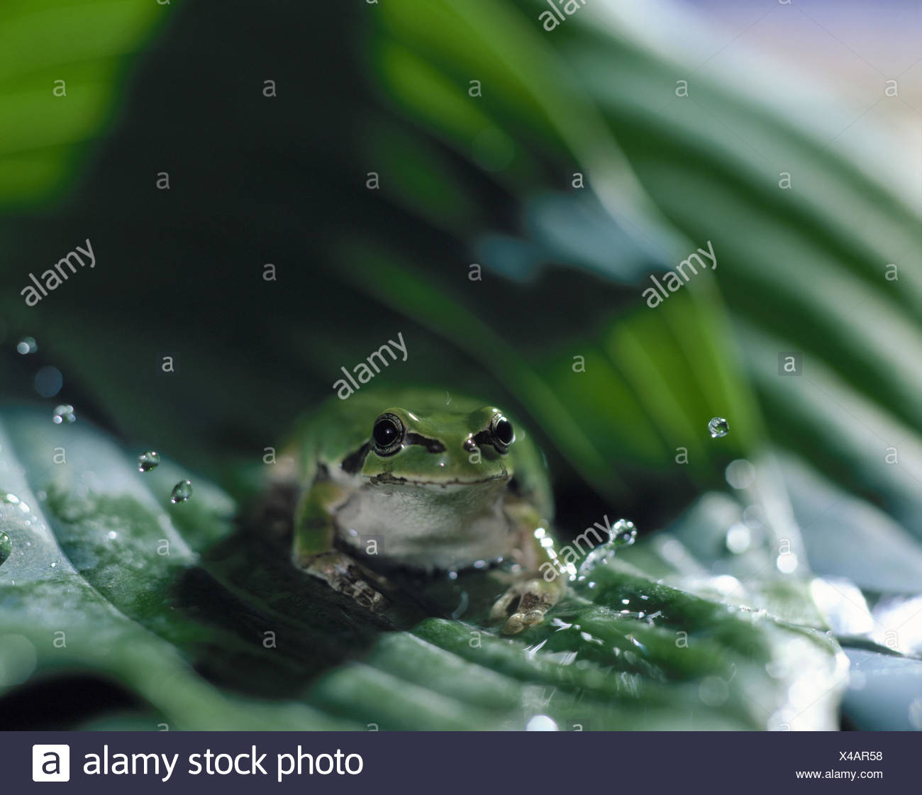 Real Frogs High Resolution Stock Photography and Images - Alamy