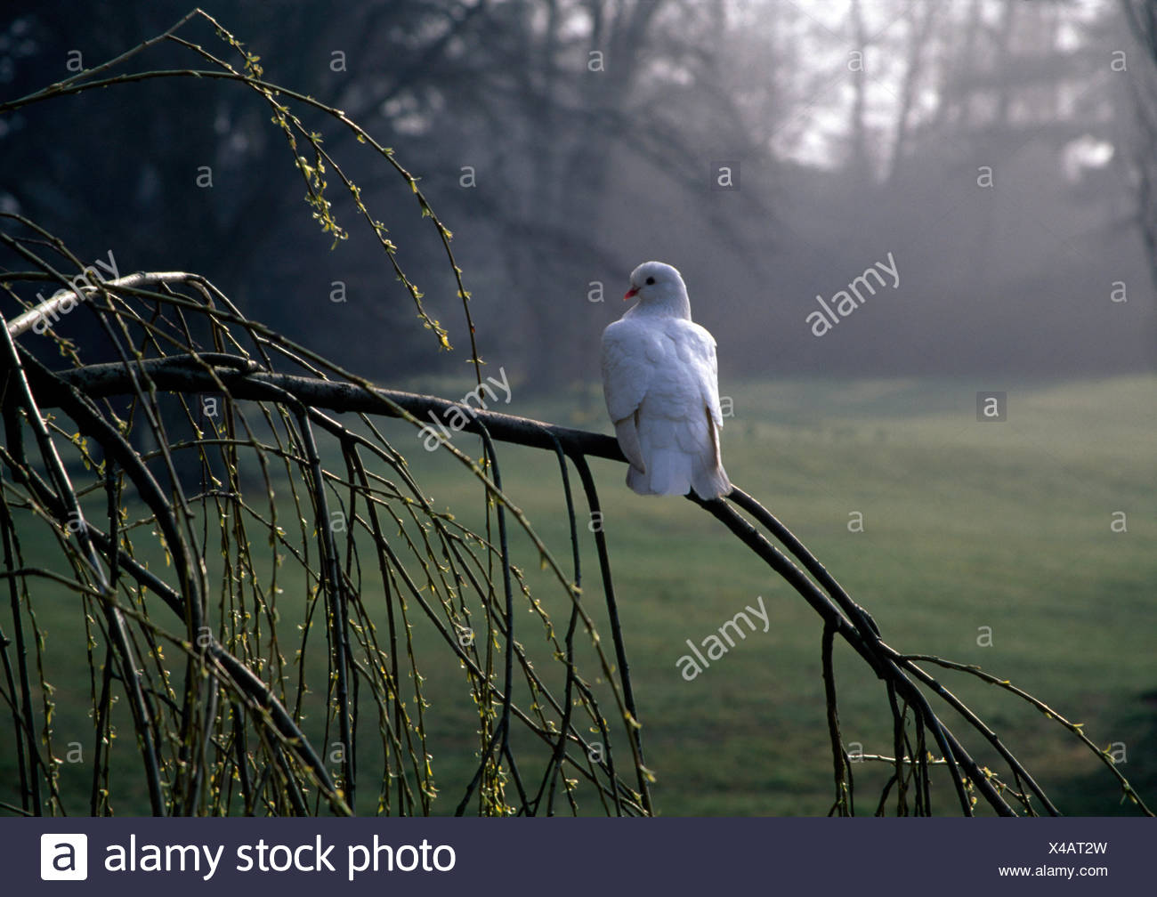 White Doves High Resolution Stock Photography and Images - Alamy