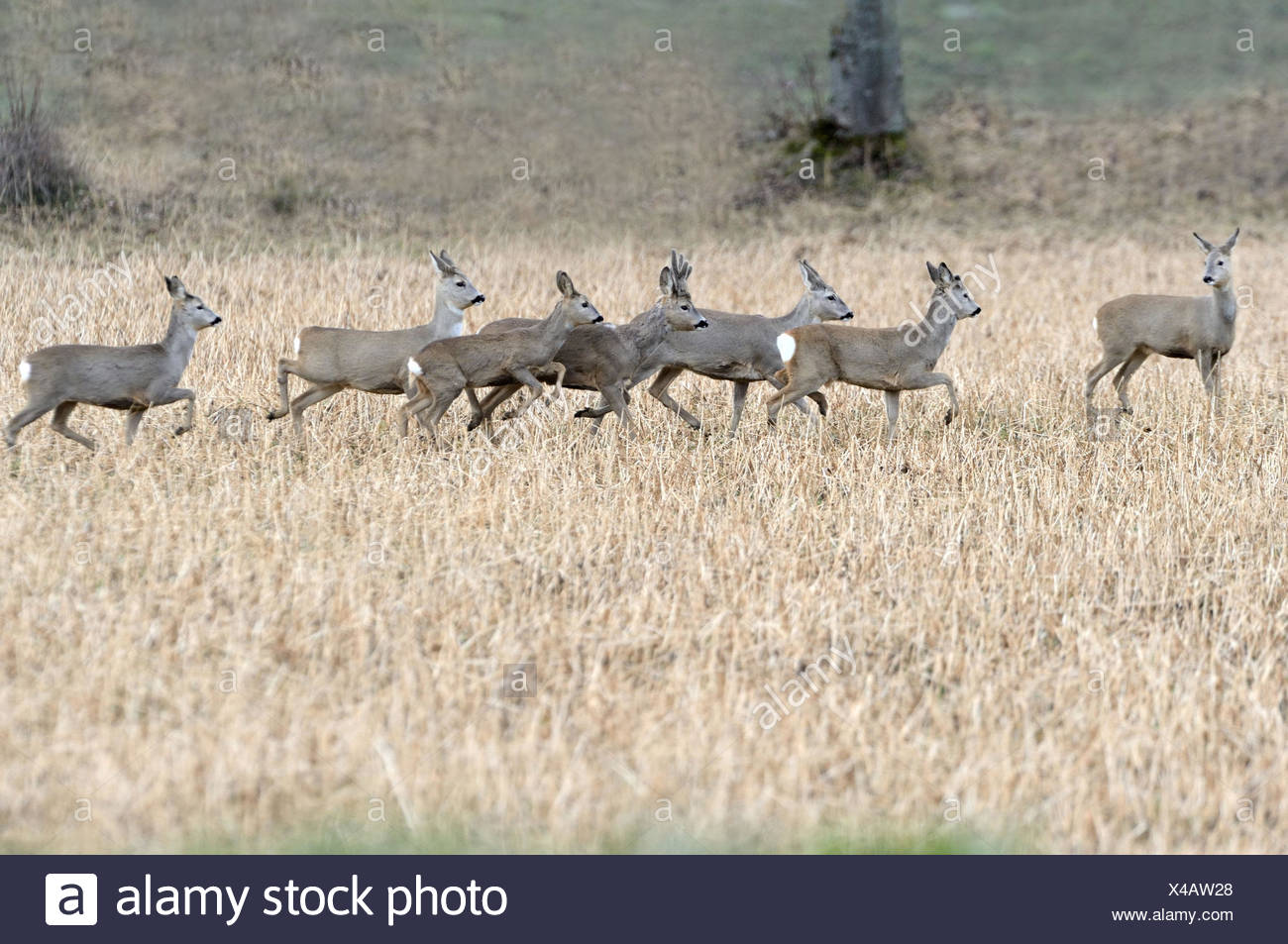 Rehe High Resolution Stock Photography and Images - Alamy