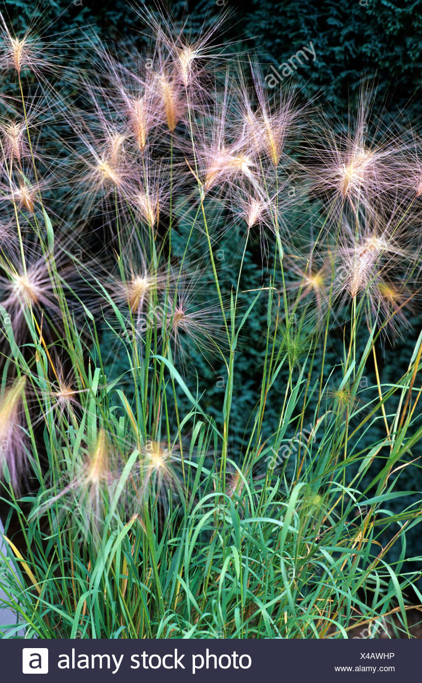 Hordeum Jubatum High Resolution Stock Photography and Images - Alamy