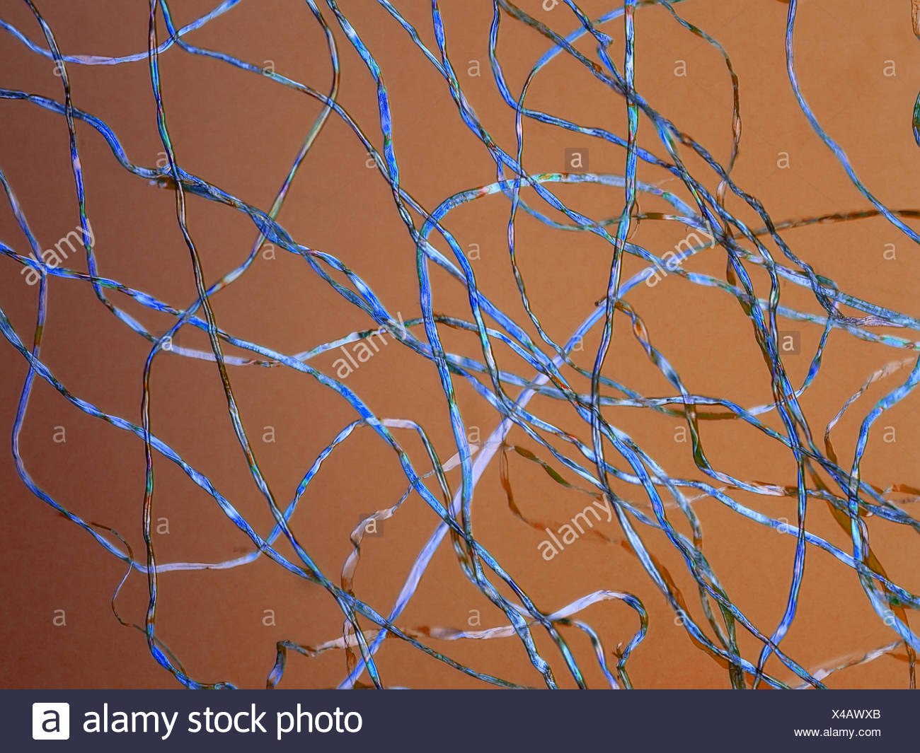Microscopic Fibres High Resolution Stock Photography and Images - Alamy