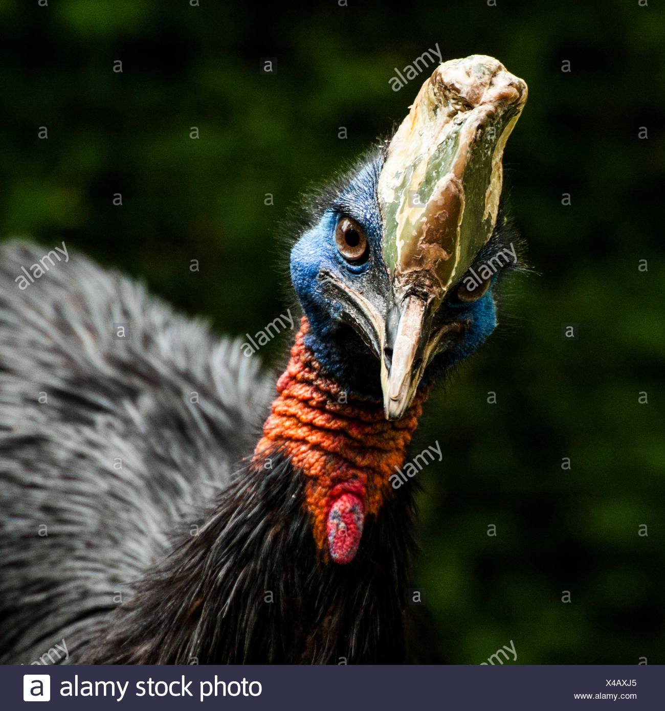 Kasuar High Resolution Stock Photography and Images - Alamy