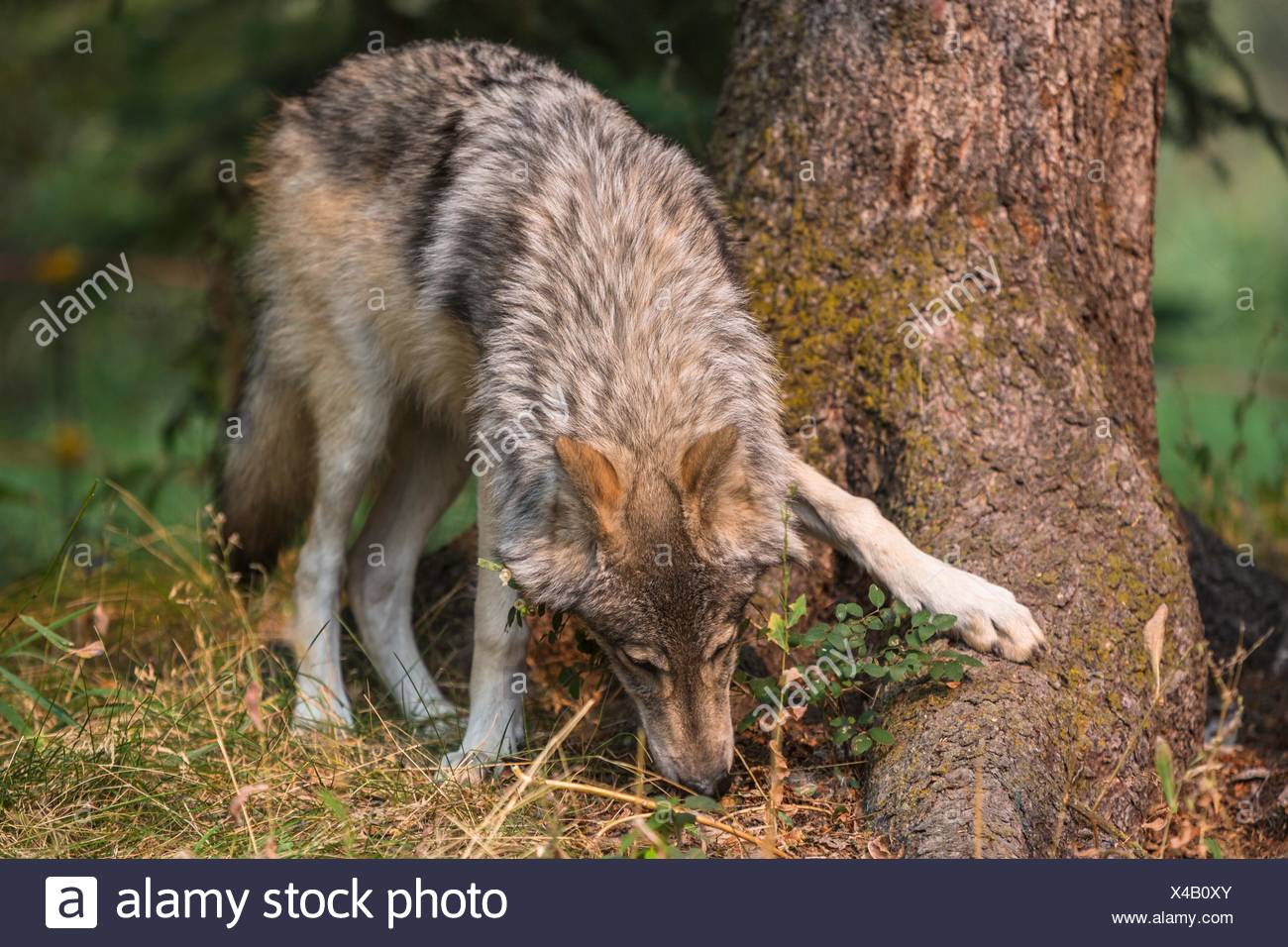 Wolf Sniffing High Resolution Stock Photography and Images - Alamy