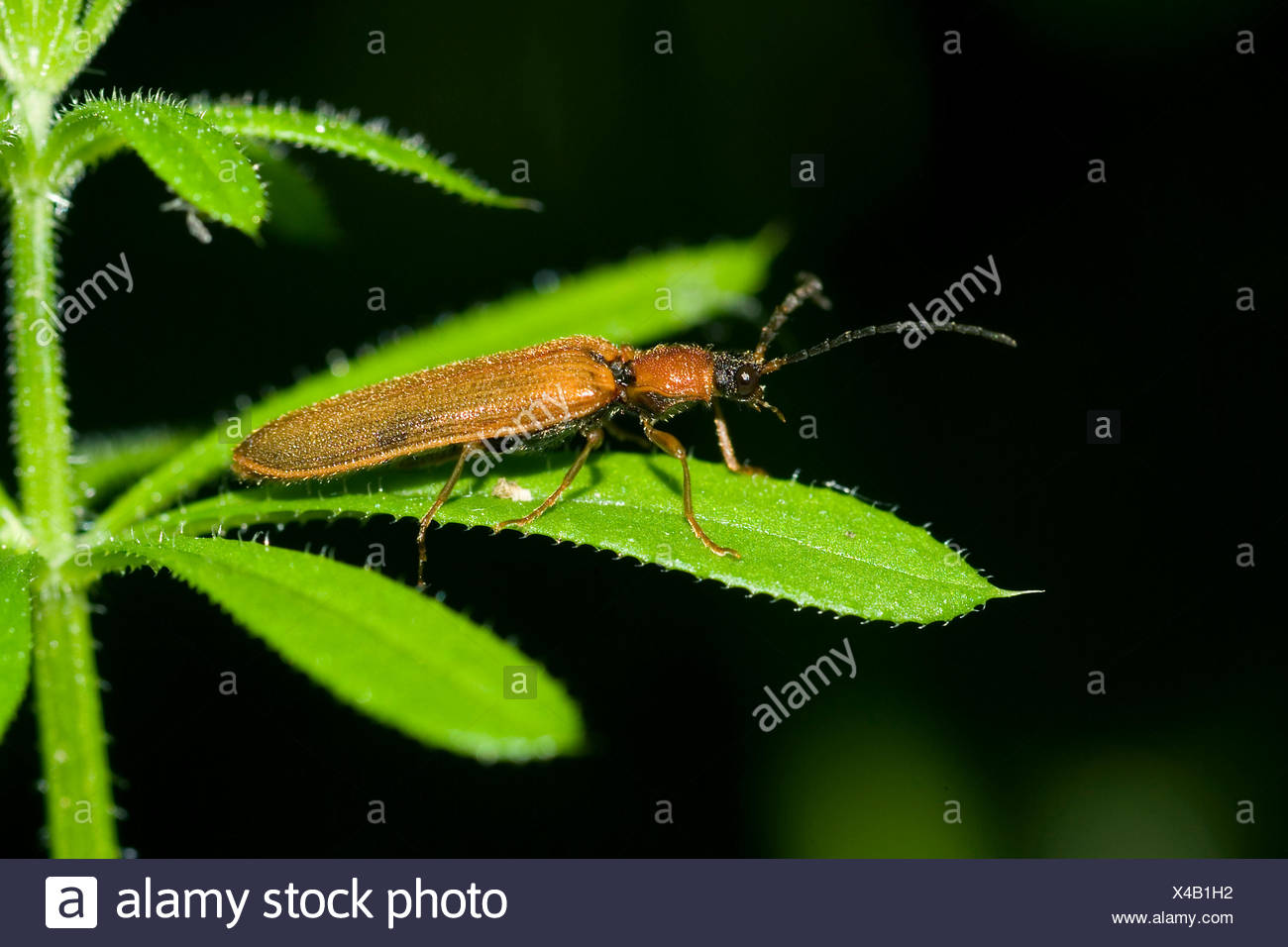 Denticollis High Resolution Stock Photography and Images - Alamy