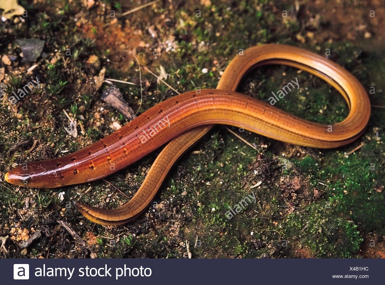 Legless Lizard High Resolution Stock Photography and Images - Alamy