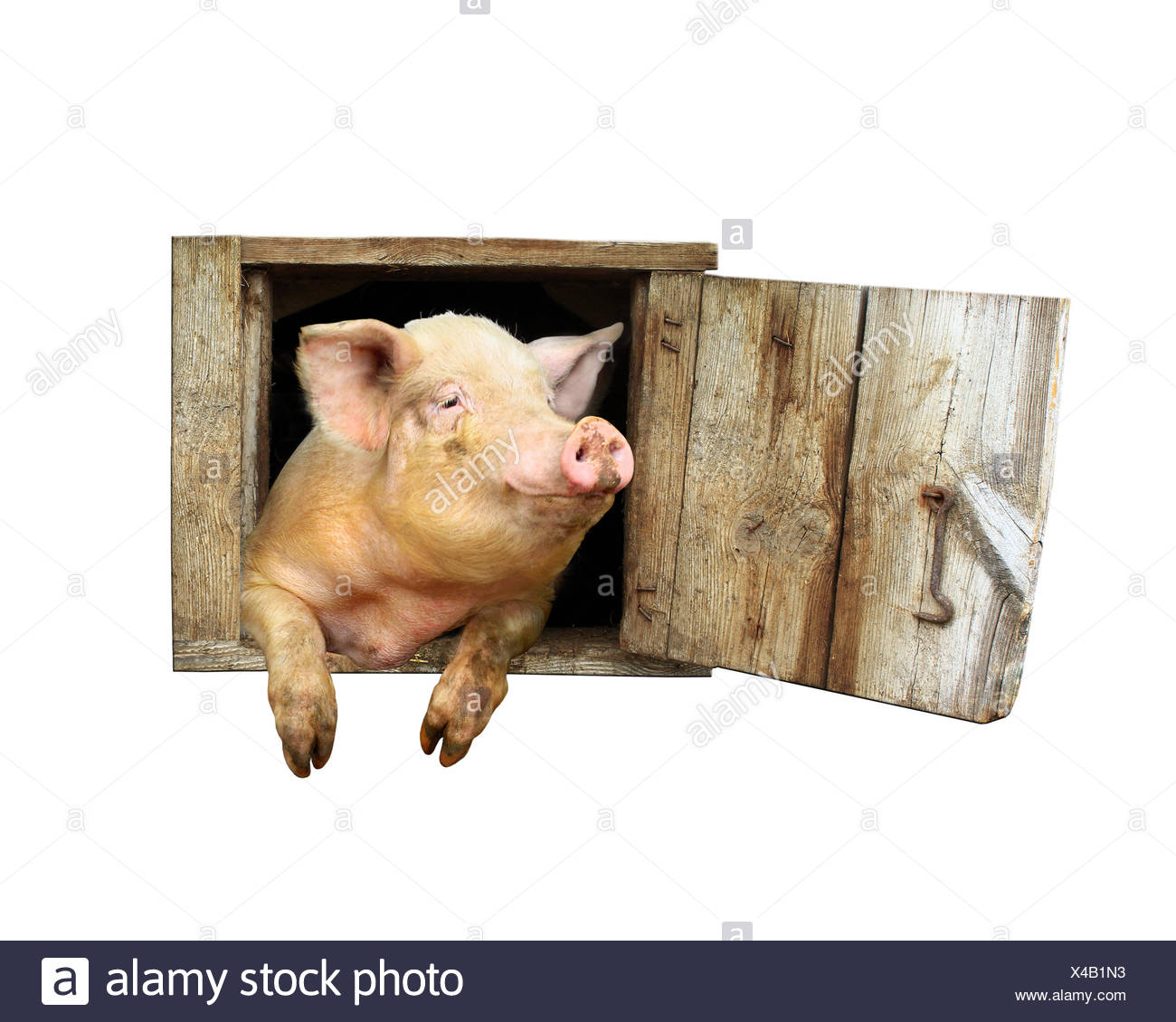 Pig Out Out Stock Photos & Pig Out Out Stock Images - Alamy
