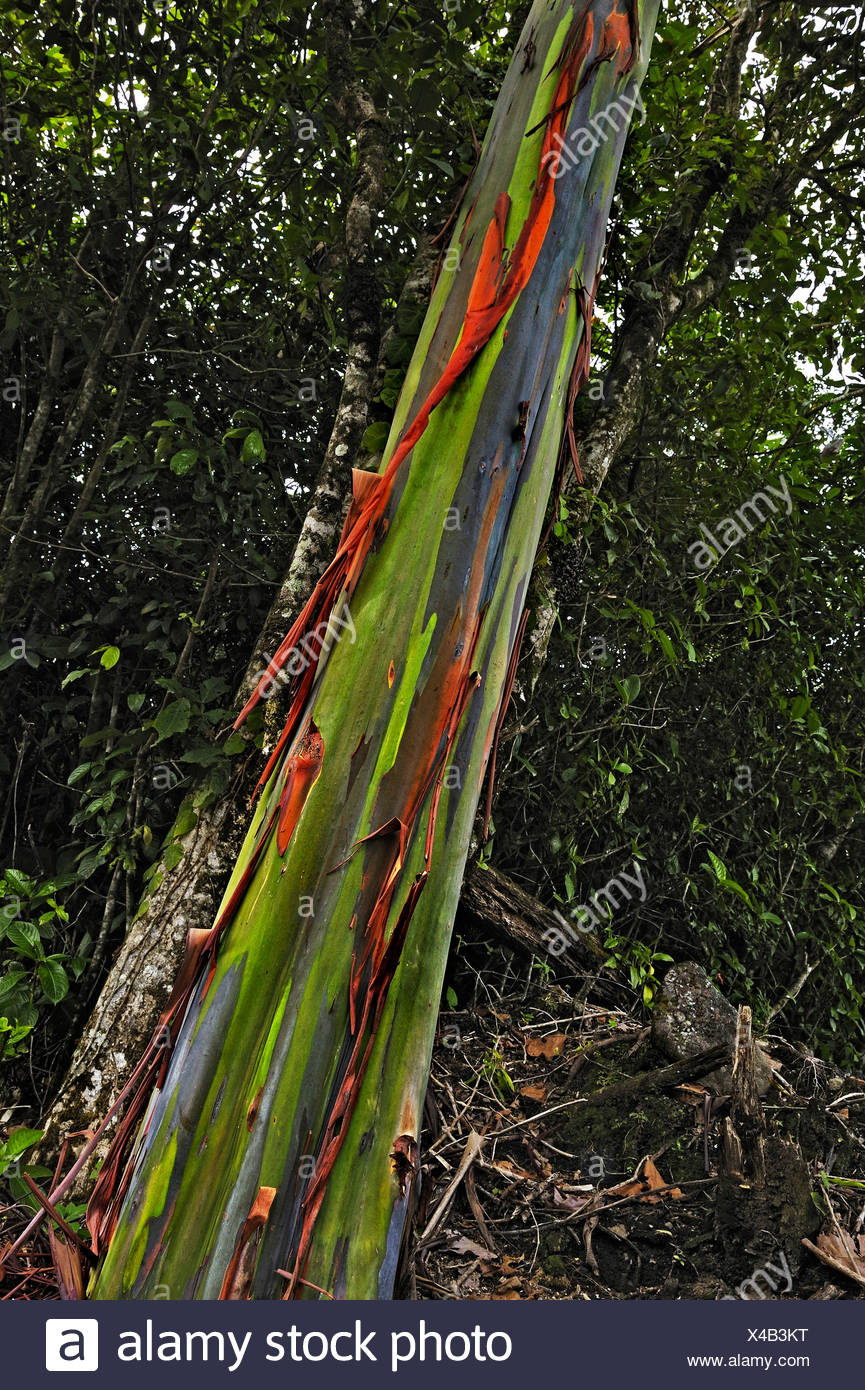 Blue Gum Eucalyptus Tree High Resolution Stock Photography and Images ...