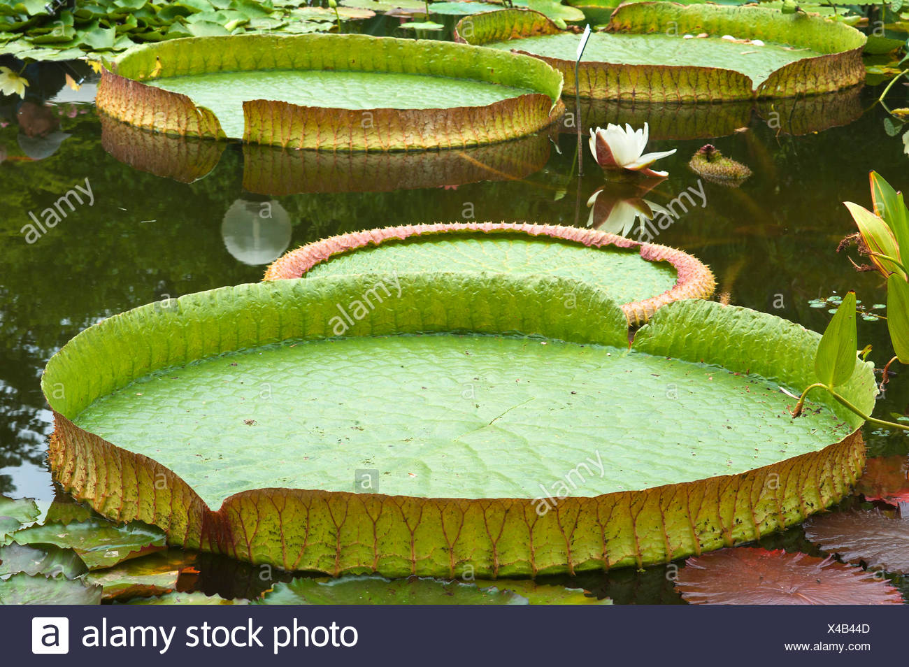 Victoria Cruziana Leaves Santa Cruz High Resolution Stock Photography ...