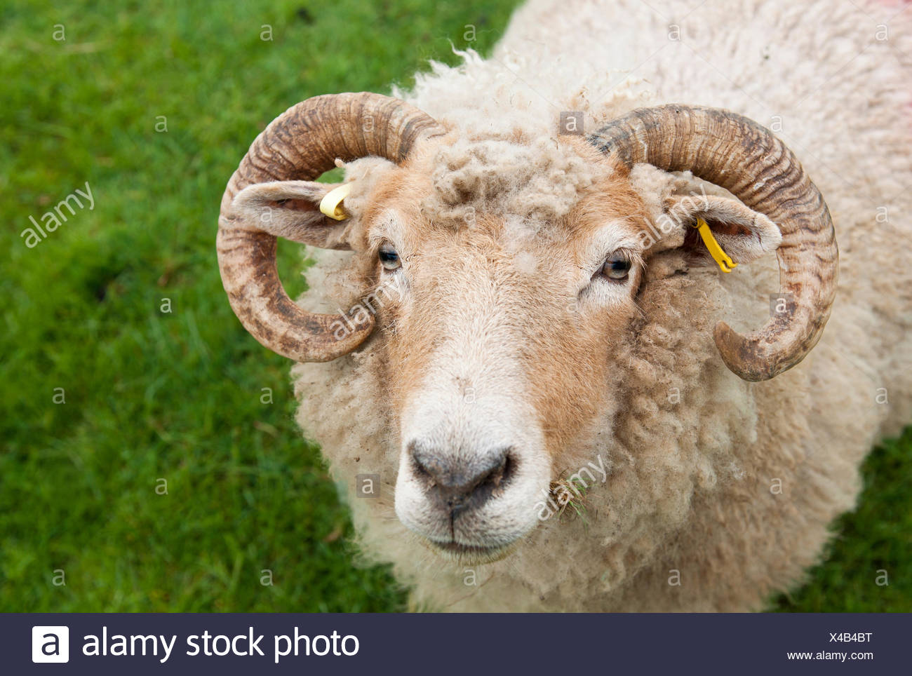 Sheep With Horns Stock Photos & Sheep With Horns Stock Images - Alamy