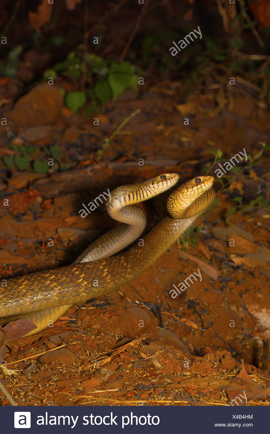 Snakes Of Maharashtra High Resolution Stock Photography and Images - Alamy