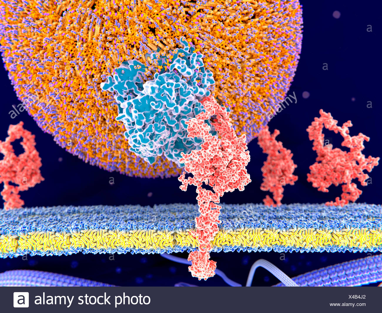 Ldl Stock Photos & Ldl Stock Images - Alamy