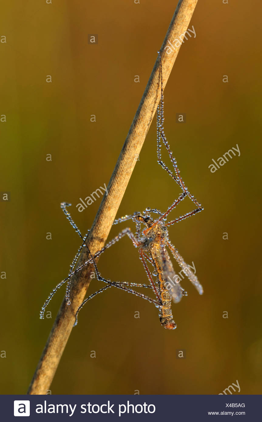 Crane Flies Stock Photos & Crane Flies Stock Images - Alamy