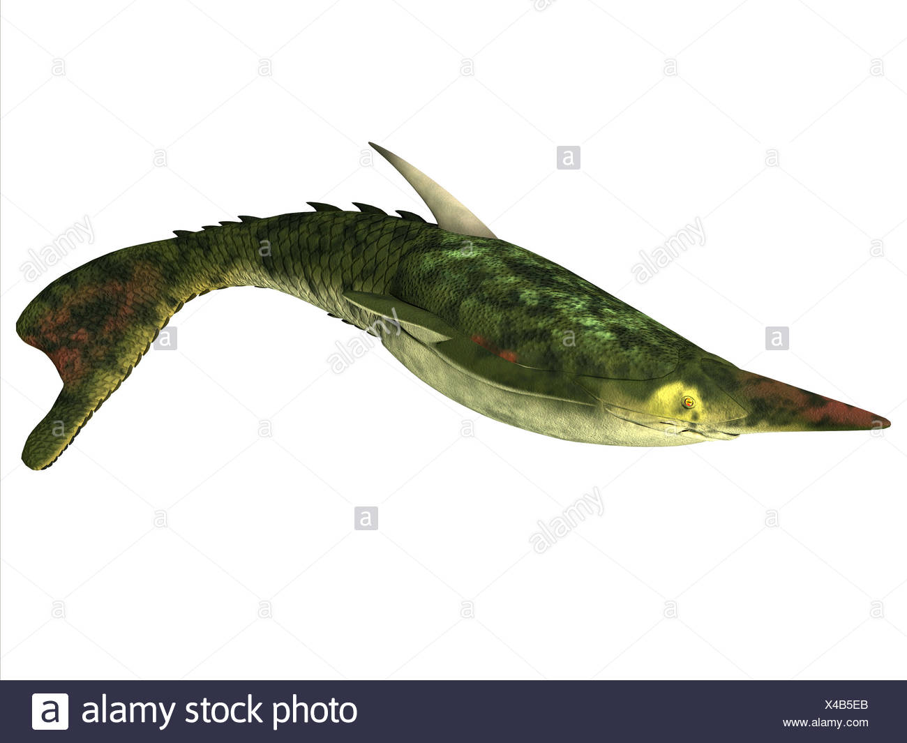 Pteraspis High Resolution Stock Photography and Images - Alamy